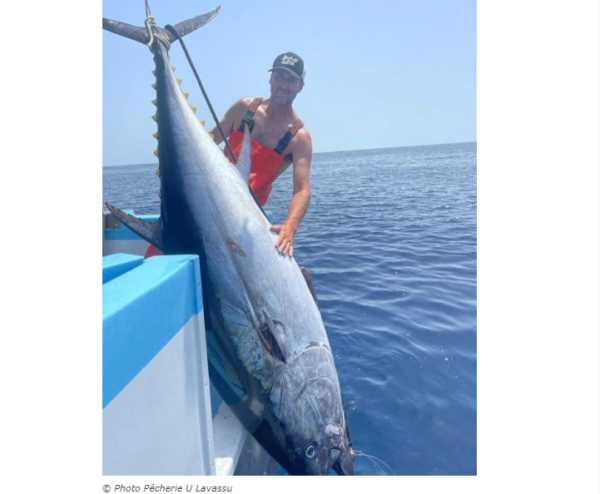 Belle prise L'OBSERVATEUR DE MONACO - Ma Poissonnerie